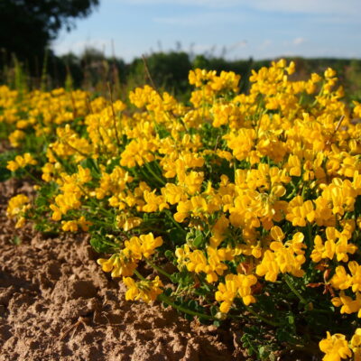 bobovité- FABACEAE – PlantaNaturalis.com