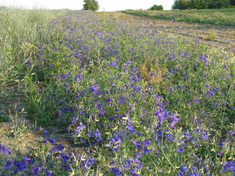ostrožka stračka pravá – PlantaNaturalis.com